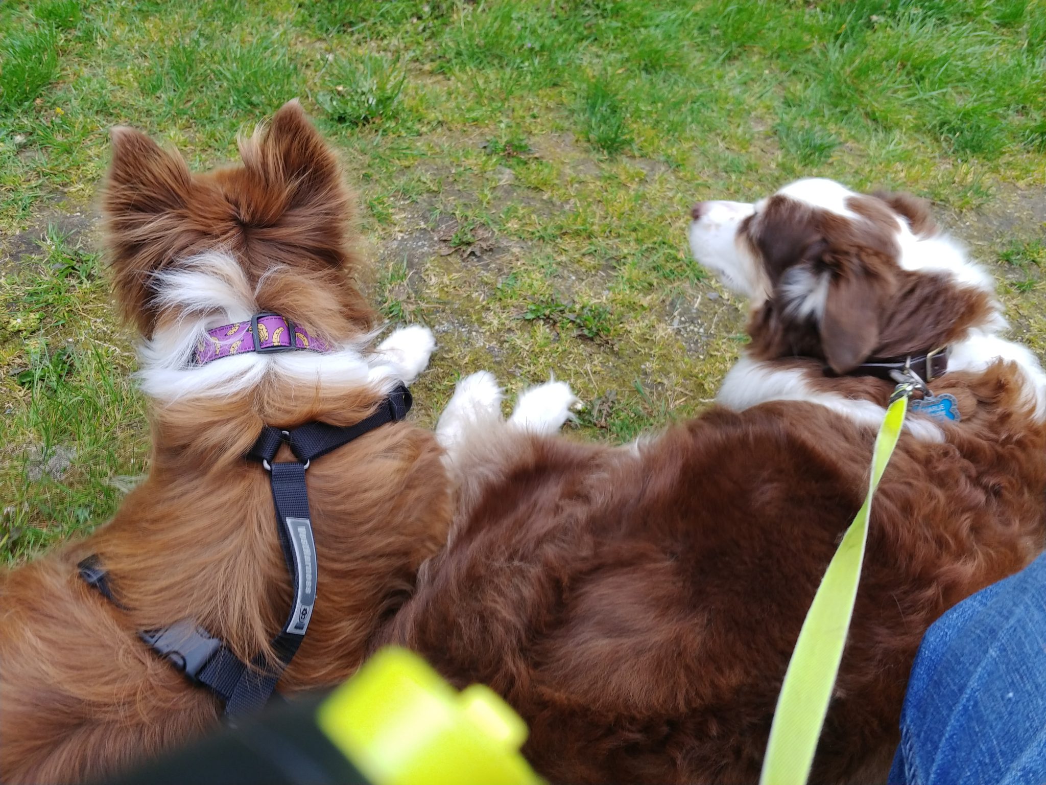 Point Roberts Animal Wellbeing Society (PAWS) – A registered non-profit ...