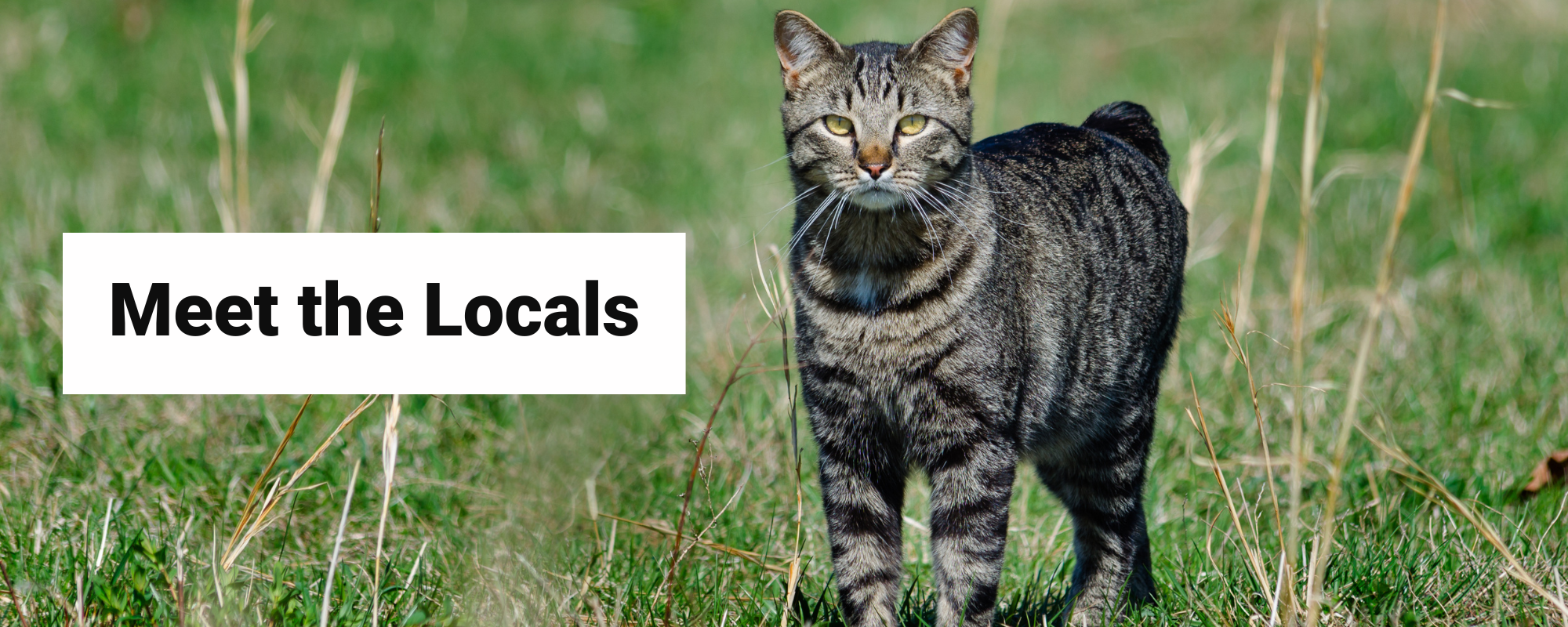 Local Pets – Point Roberts Animal Wellbeing Society (PAWS)